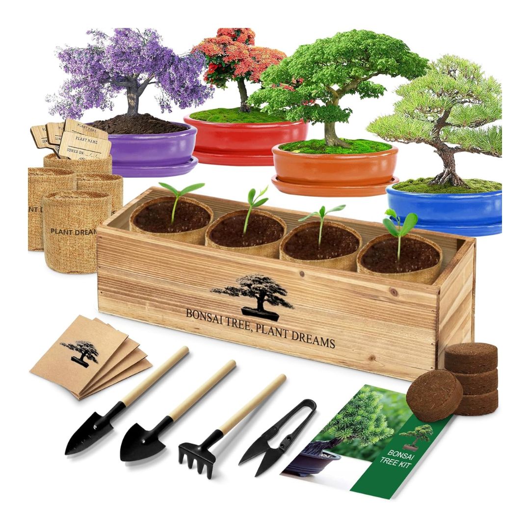 Bonsai Tree Seeds Kit - Mik Zenon