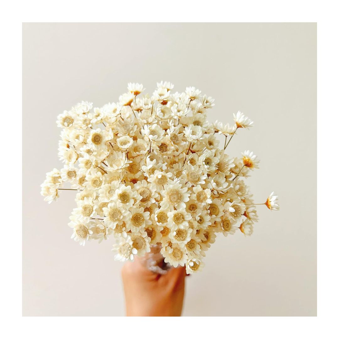 Dried Brazilian Star Daisy Bouquet (200 Stems) - Mik Zenon