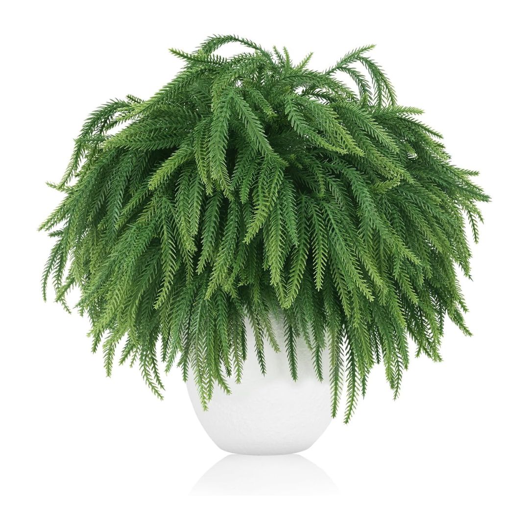 Norfolk Pine Stems 30Pcs - Mik Zenon