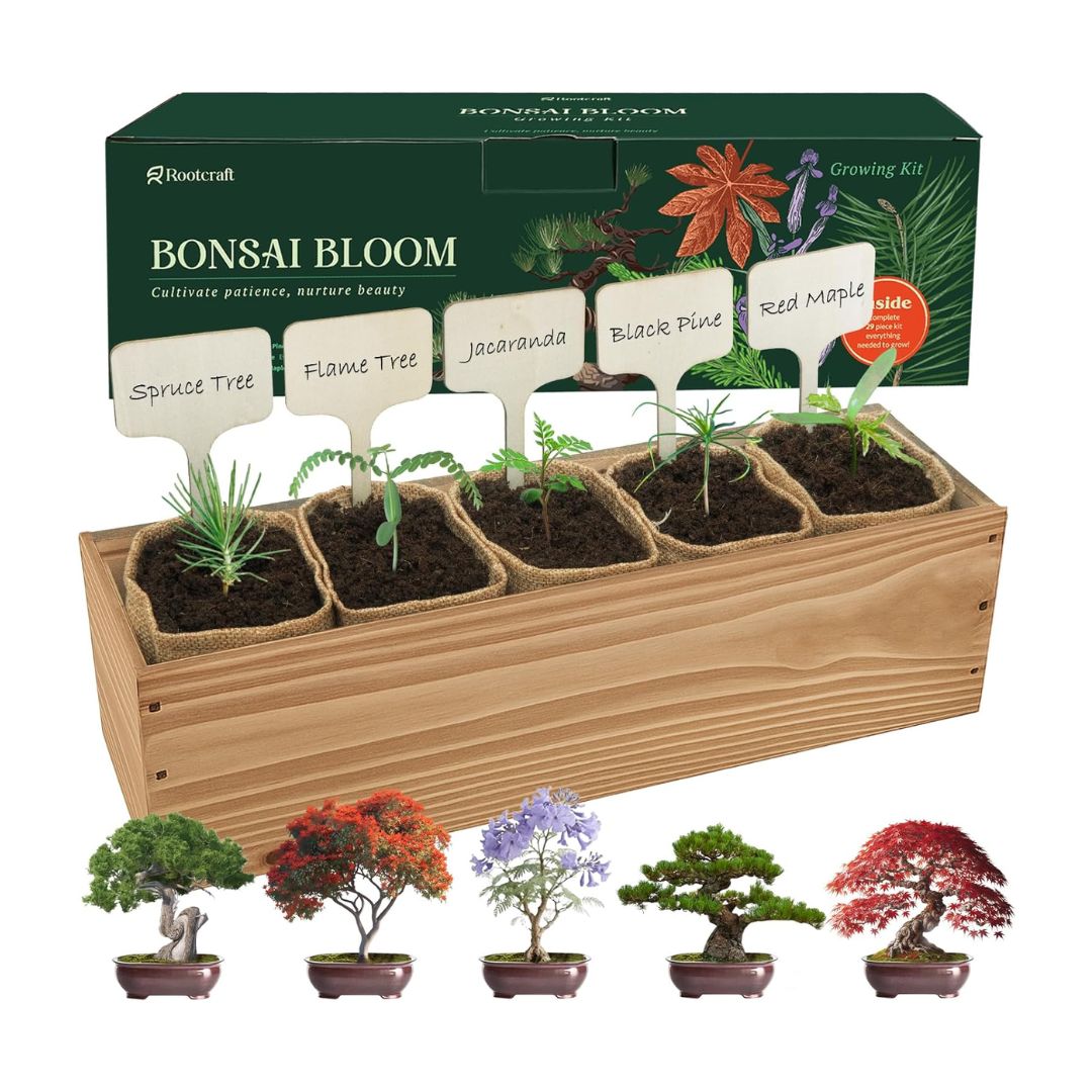 DIY Bonsai Tree Kit - Mik Zenon